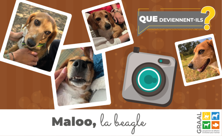 Des nouvelles de Maloo – Association Le GRAAL