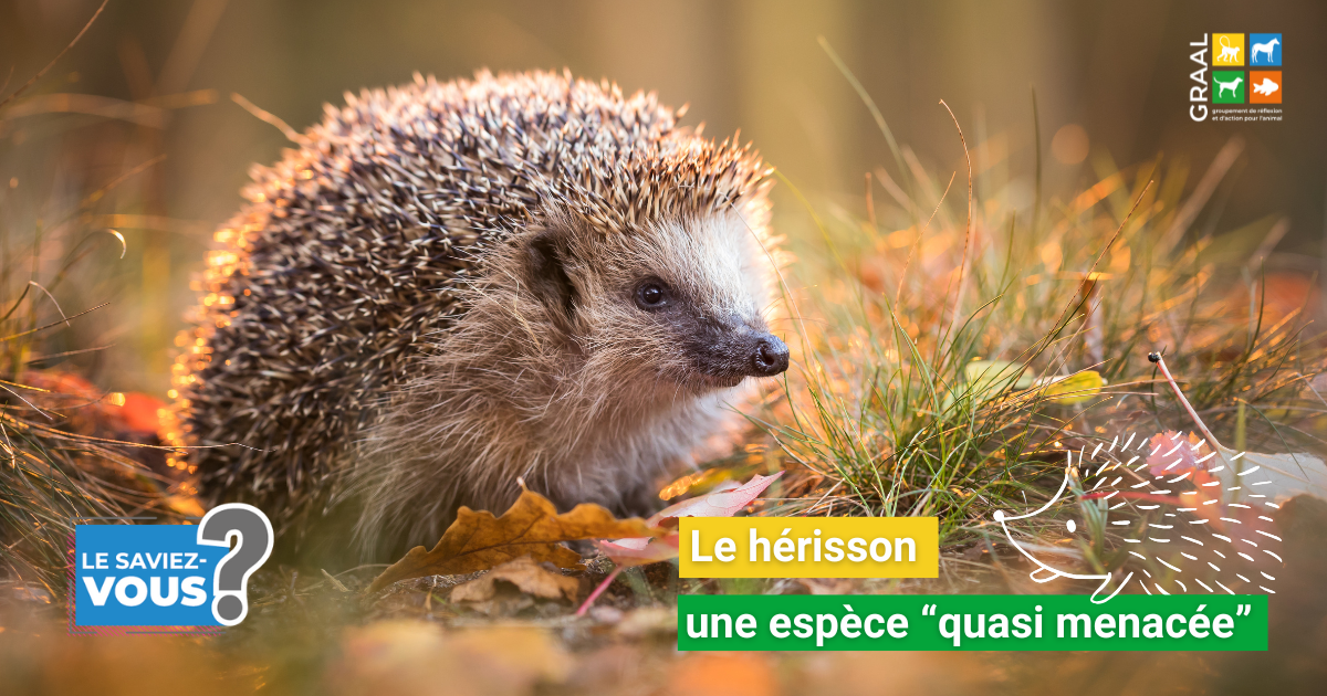 Le hérisson : une espèce “quasi menacée” – Association Le GRAAL
